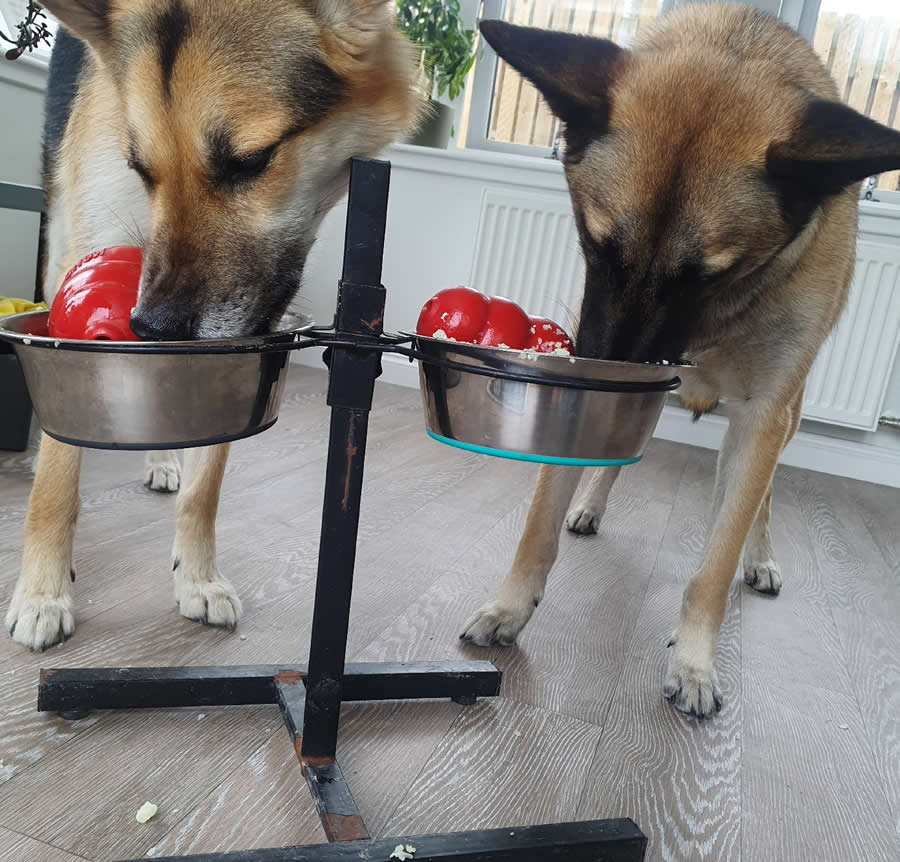Top Tips When Homecooking For Your Dog